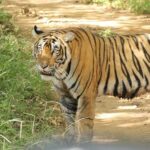 From Jaipur Ranthambore National Park Day Trip with Safari - Arrival at Ranthambore: What to Expect