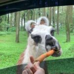 From Jakarta: Explore Safari Park,Waterfall & Tea Plantation - Practicalities and Value