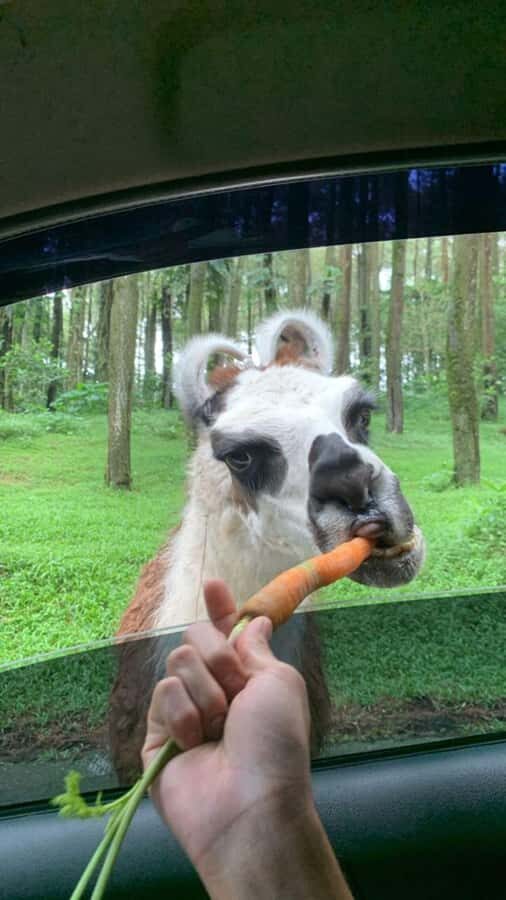 From Jakarta: Explore Safari Park,Waterfall & Tea Plantation - Practicalities and Value