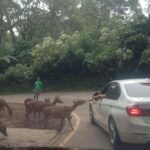 From Jakarta: Private Taman Safari Day Tour - Who Should Consider This Tour?