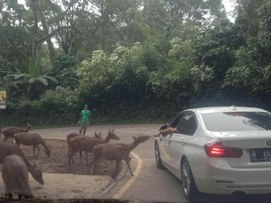 From Jakarta: Private Taman Safari Day Tour - Who Should Consider This Tour?