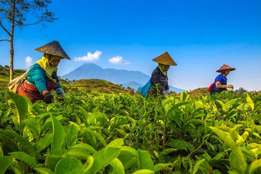 From Jakarta: Safari Park, Tea Plantation & Jaksa Waterfall - The Waterfall and Final Refresh