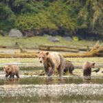 From Juneau: Bear Viewing on Chichagof Island - The Value and Practicalities