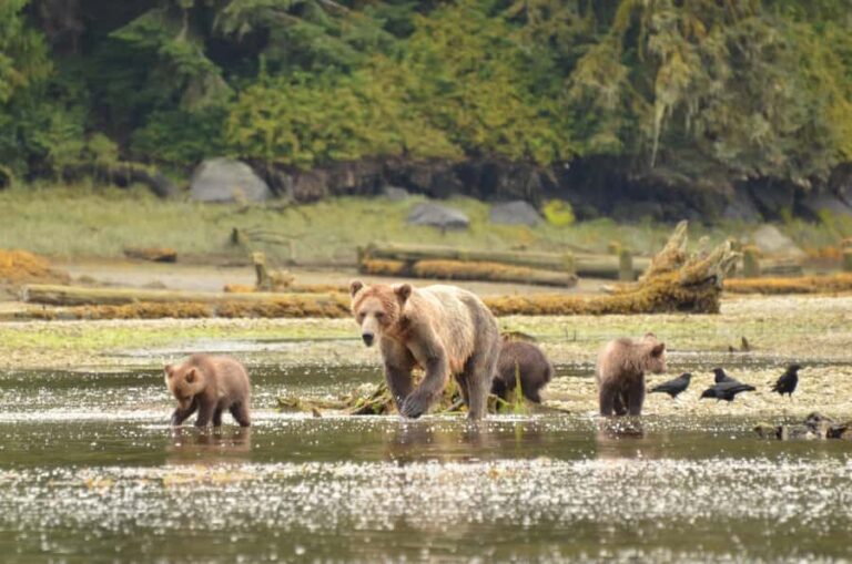 From Juneau: Bear Viewing on Chichagof Island - The Value and Practicalities