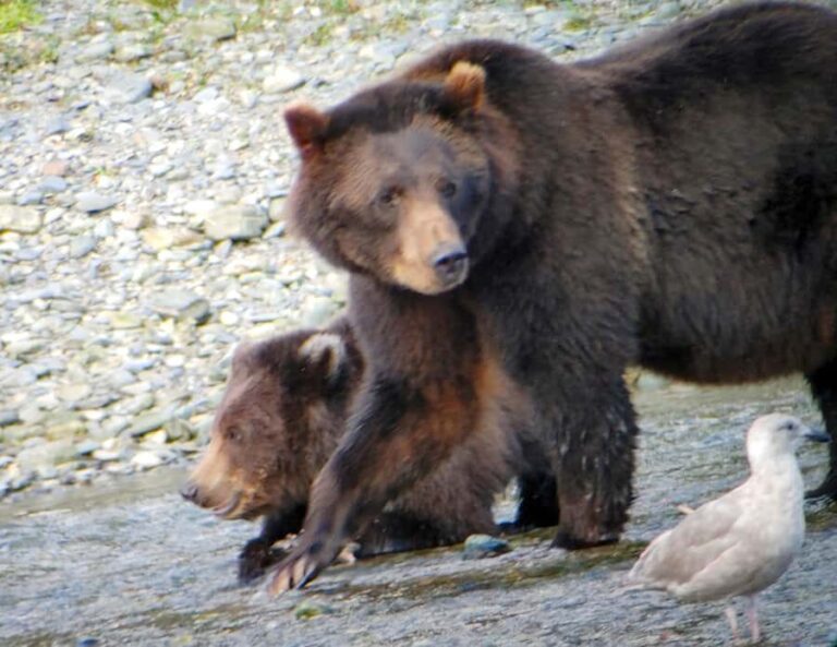 From Juneau: Exclusive Tongass Locally Guided Bear Viewing - An In-Depth Look at the Experience