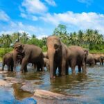 From Kandy : Pinnawala & Ambuluwawa Tower Tuk Tuk Tour - What Travelers Say