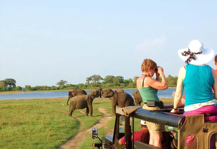 From Kandy : Sigiriya & Minneriya National Park Day Tour - What Makes This Tour Stand Out?