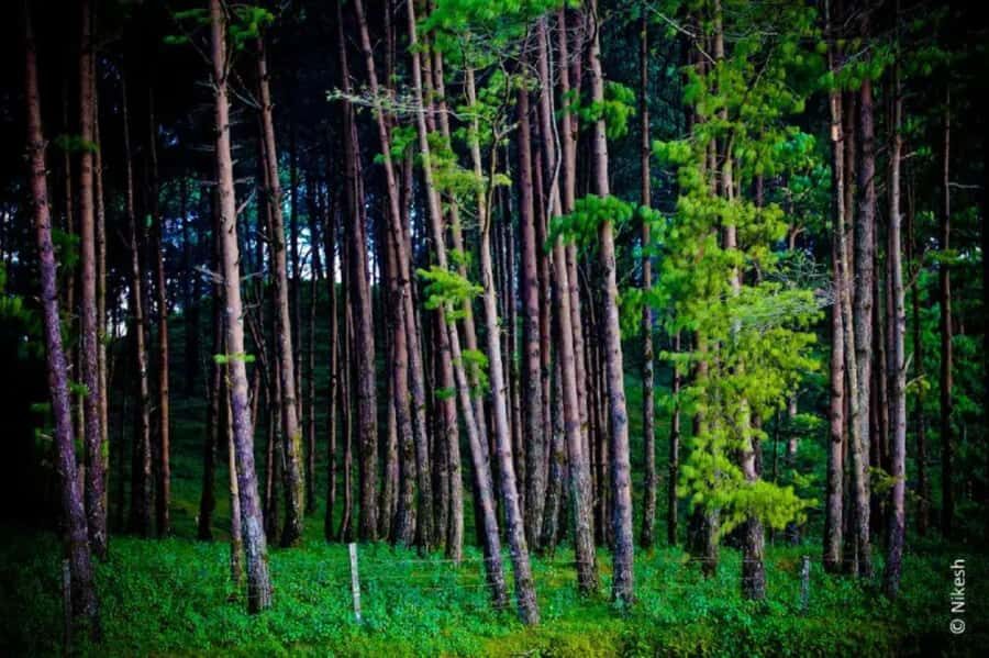 From Kathmandu: 3D/2N Luxury Chisapani Nagarkot Trek - Detailed Itinerary Breakdown