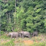 From Khao Lak: Khao Sok & Cheow Lan Lake Tour with Kayaking - The Itinerary in Detail