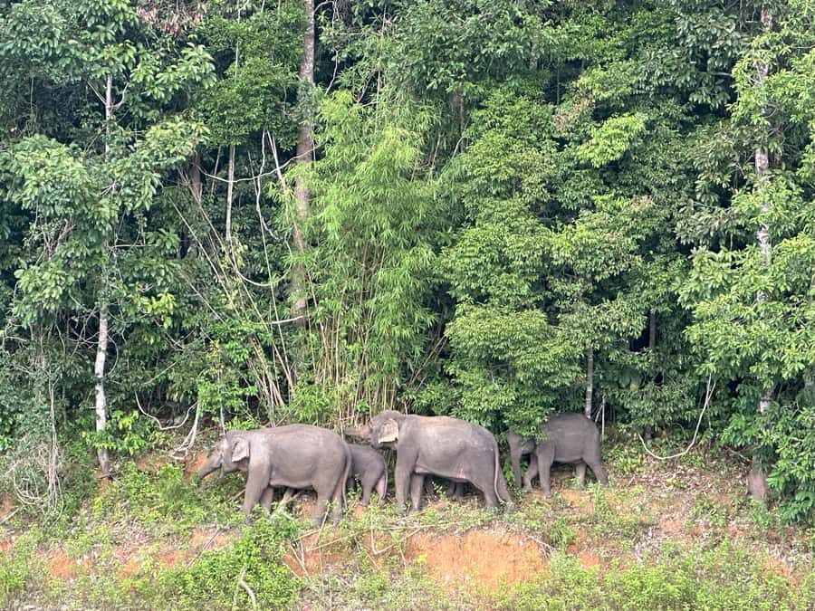 From Khao Lak: Khao Sok & Cheow Lan Lake Tour with Kayaking - The Itinerary in Detail