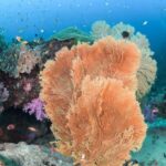 From Khao Lak: Similan Islands Diving Trip - Practical Tips for a Smooth Experience