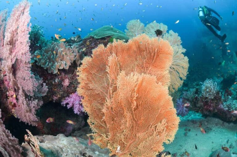 From Khao Lak: Similan Islands Diving Trip - Practical Tips for a Smooth Experience