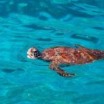 From Khao Lak: Similan Islands Snorkeling Trip with Lunch - Authentic Experiences and Practical Tips