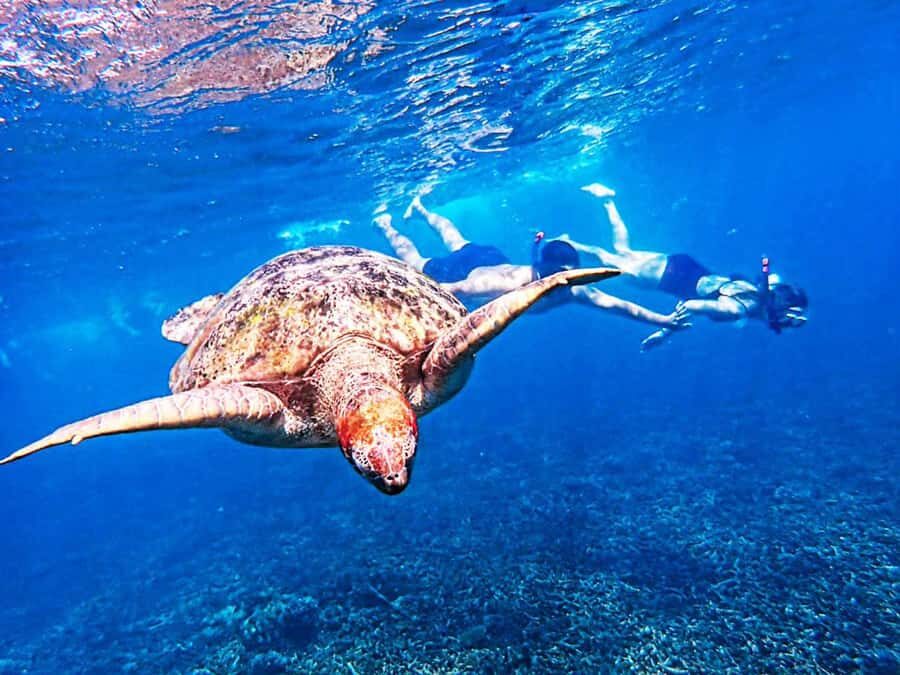 From Khao Lak: Surin Islands Snorkeling Tour w/ Meals - Who Would Love This Tour?