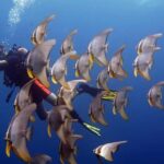 From Koh Kood: Certified Dive Trip - The Realities of the Experience: Pros and Cons