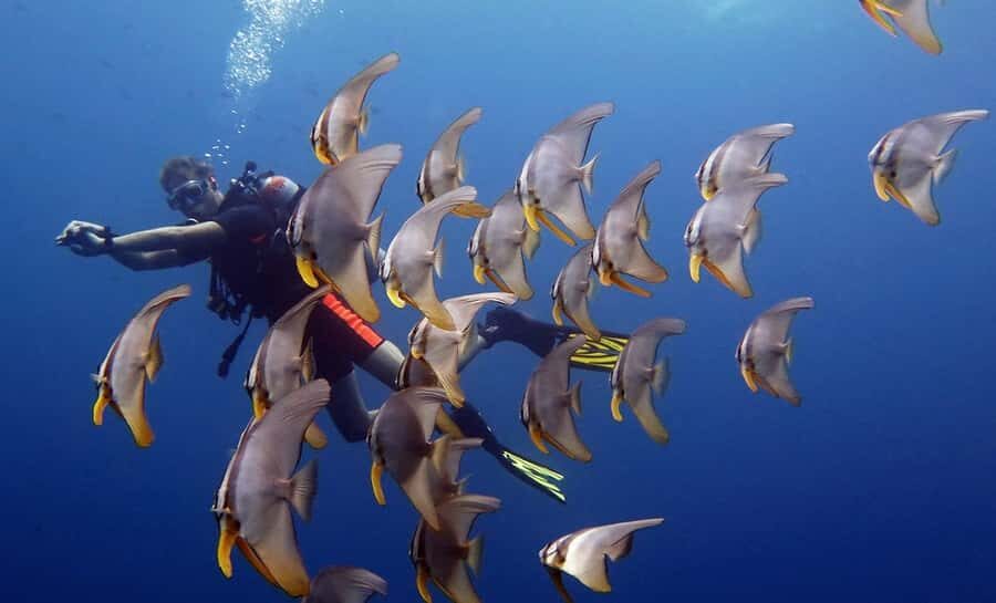 From Koh Kood: Certified Dive Trip - The Realities of the Experience: Pros and Cons