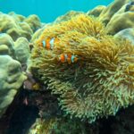 From Koh Lanta: Koh Rok and Koh Ha Day Tour-Queen of Andaman - What’s the Experience Like on the Water?