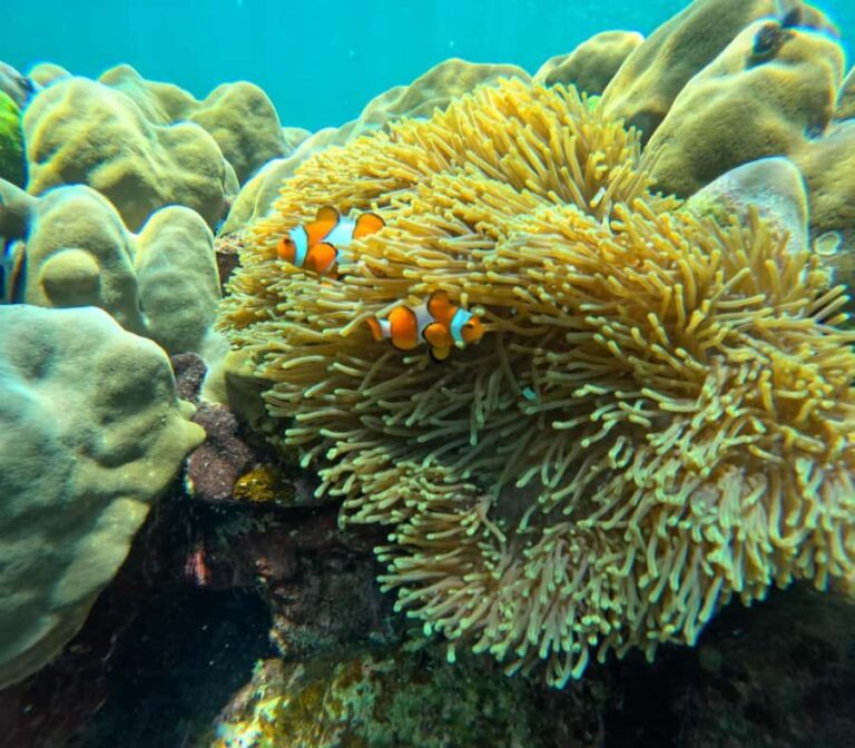 From Koh Lanta: Koh Rok and Koh Ha Day Tour-Queen of Andaman - What’s the Experience Like on the Water?