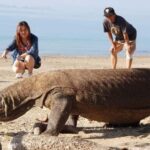 From Kopang: Komodo Island & Whale Shark Trip 4-Day Trip - The Itinerary – A Day-by-Day Breakdown