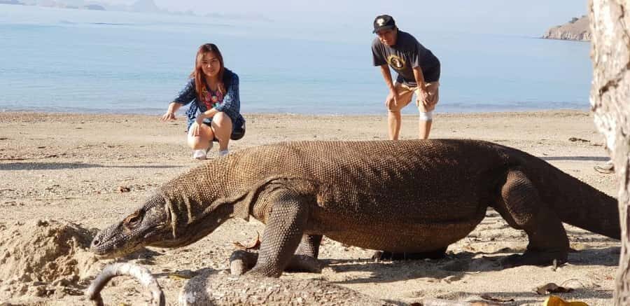 From Kopang: Komodo Island & Whale Shark Trip 4-Day Trip - The Itinerary – A Day-by-Day Breakdown