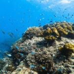 From Krabi to Phi Phi Islands Speedboat Day Tour - The Details: Itinerary and Logistics