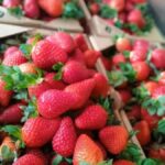 From Kuala Lumpur: Cameron Highlands Private or Join In Tour - The Value and Experience: What Travelers Say