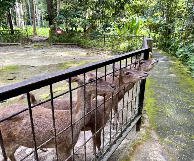 From Kuala Lumpur: Elephant Sanctuary & Batu Caves Tour - The Batu Caves: A Colourful Landmarker
