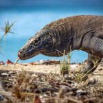 From Labuan Bajo Explore komodo island & Snorkeling - What Makes This Tour Stand Out?