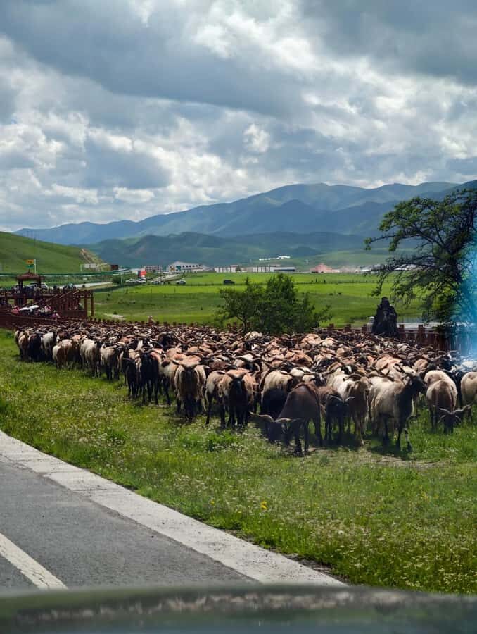 From Lanzhou: Labrang Monastery & Sangke Grassland Day Tour - Practical Details and Tips