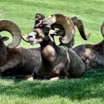 From Las Vegas: Hoover Dam, Boulder City & 7 Magic Mountains - Transportation & Group Size