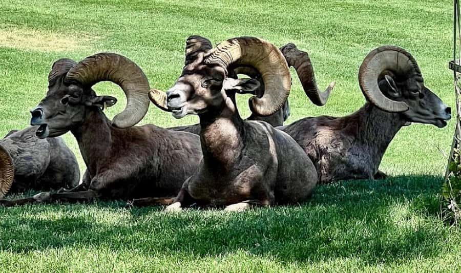 From Las Vegas: Hoover Dam, Boulder City & 7 Magic Mountains - Transportation & Group Size