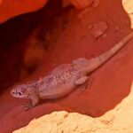 From Las Vegas Valley of Fire Full Day Guided Tour with Lunch - Exploring Valley of Fire: A Deep Dive