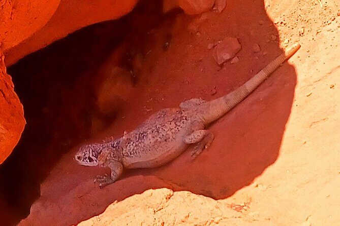 From Las Vegas Valley of Fire Full Day Guided Tour with Lunch - Exploring Valley of Fire: A Deep Dive