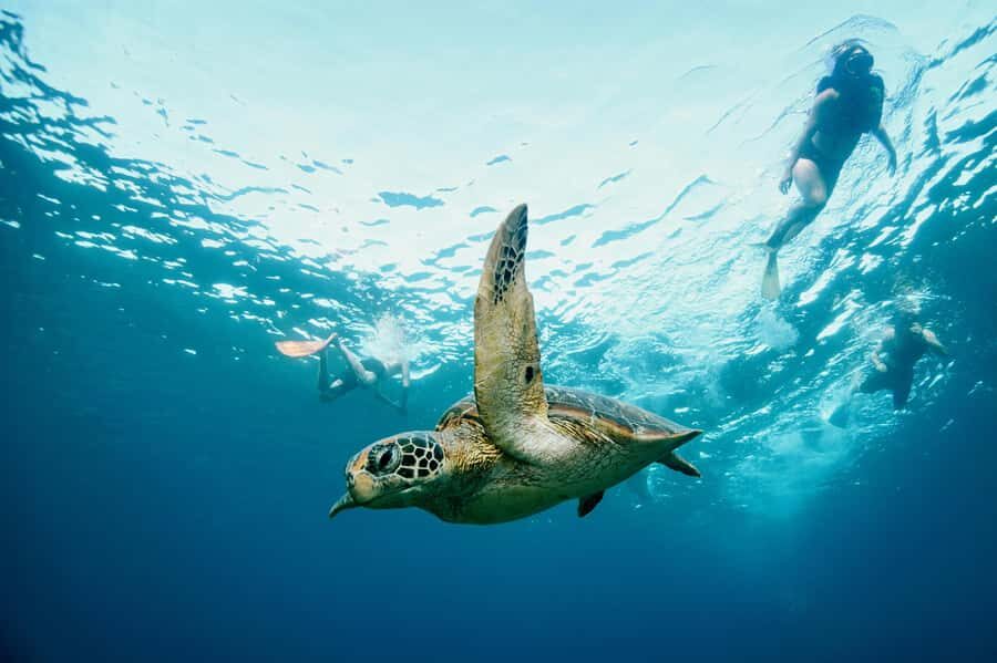 From Lembongan: Full Day Private Boat Snorkeling Nusa Penida - Practical Considerations and Tips