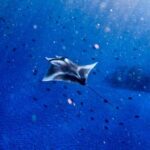 From Lembongan: Manta Point Snorkeling & West Penida Tour - Who’s It Best For?