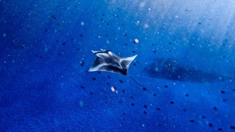 From Lembongan: Manta Point Snorkeling & West Penida Tour - Who’s It Best For?
