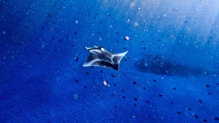 From Lembongan: Manta Point Snorkeling & West Penida Tour - Who’s It Best For?
