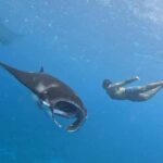 From Lembongan: Nusa Penida Private Snorkeling Tour - Final Thoughts