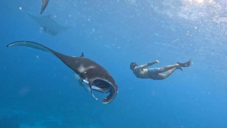 From Lembongan: Nusa Penida Private Snorkeling Tour - Final Thoughts