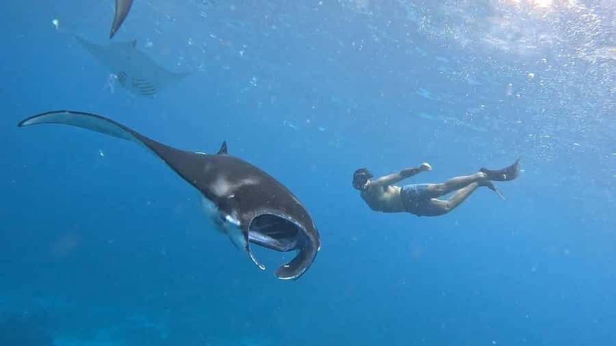 From Lembongan: Nusa Penida Private Snorkeling Tour - Final Thoughts