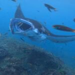 From Lembongan: Nusa Penida Private Snorkeling & West Tour - The Snorkeling Experience: Underwater Highlights