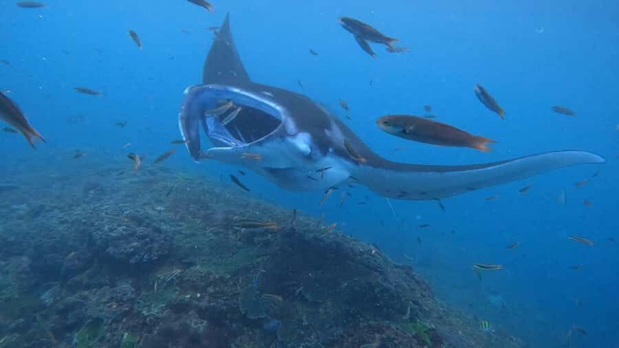 From Lembongan: Nusa Penida Private Snorkeling & West Tour - The Snorkeling Experience: Underwater Highlights