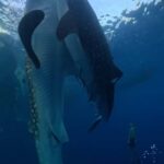 From Lombok: 2-Day Sumbawa Tour & Swim with Whale Sharks - The Practicalities: What to Know Before Booking
