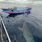 From Lombok,Sumbawa Whale Shark Tour 2D1N - The Journey Begins: From Lombok to Sumbawa