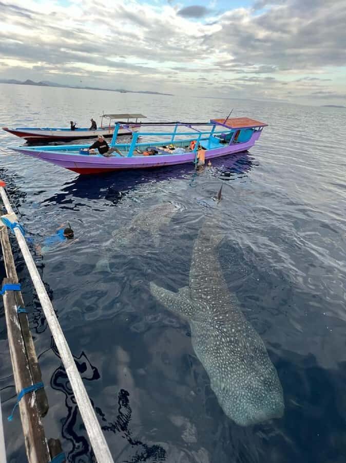 From Lombok,Sumbawa Whale Shark Tour 2D1N - The Journey Begins: From Lombok to Sumbawa