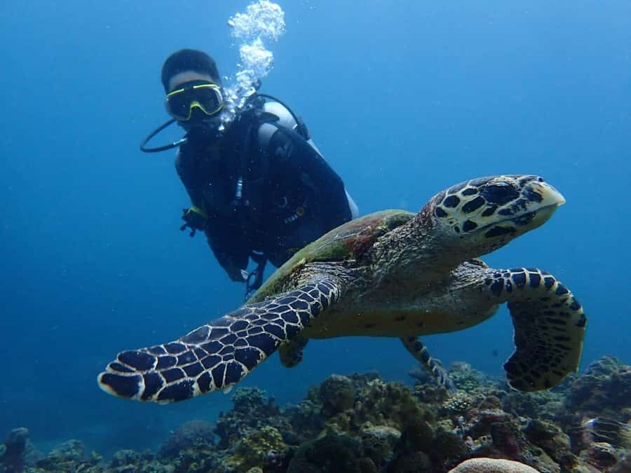 From Manila: Beginner's Scuba Diving Experience - Why You Should Consider This Tour