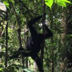 From Medan: 4 day tour to Bukit Lawang incl. jungle trek - The Itinerary in Detail