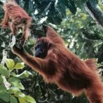 From Medan : Jungle Trekking for Orang Utan at Mount Leuser - What Makes This Tour Worth Considering?