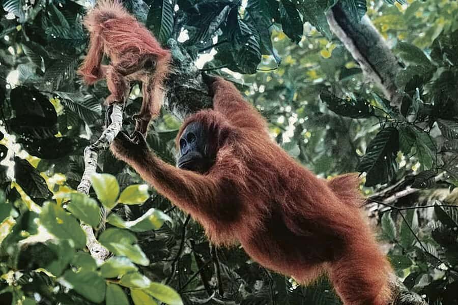 From Medan : Jungle Trekking for Orang Utan at Mount Leuser - What Makes This Tour Worth Considering?