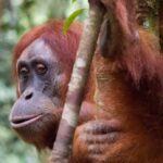 From Medan: Magnificent View & Jungle Trekking in Sumatra - The Value of This Jungle Adventure